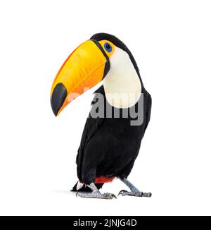 a common or toco toucan (Ramphastos toco) in the bolivian Rainforest ...
