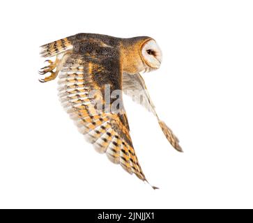 Barn Owl, flying, side view, wings down Stock Photo - Alamy