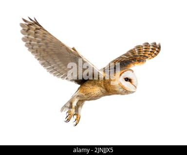Barn Owl, flying, side view, wings down Stock Photo - Alamy