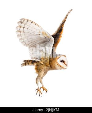 Side view of a Barn Owl, nocturnal bird of prey, flying wings spread, Tyto alba, isolated on ...