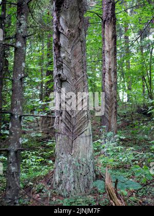 resin on the bark of spruce. forest Stock Photo - Alamy