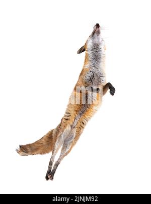 Red fox jumping, two years old, isolated on white Stock Photo - Alamy