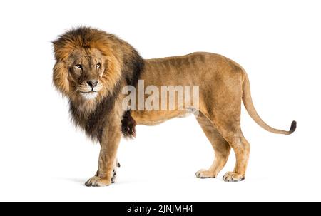 Side view of a lion jumping, , isolated on white Stock Photo - Alamy