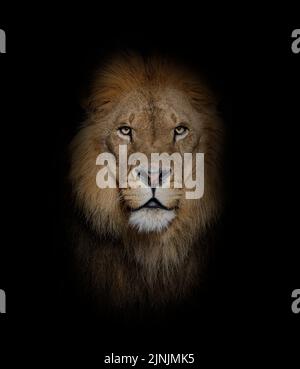 Male adult lion looking at the camera, facing at camera, winking and ...