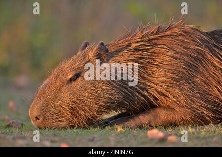 capybara, carpincho (Hydrochaeris hydrochaeris, Hydrochoeris ...