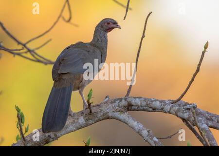 South American Chaco Chachalaca fowl (Ortalis canicollis) in extreme close-up Stock Photo - Alamy