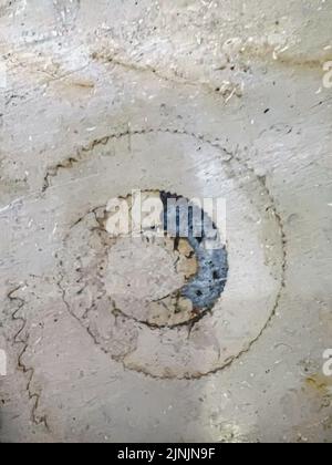 Fossil ammonites in Jurassic limestone, Whitby, North Yorkshire ...