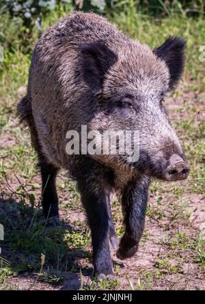 Vellahn, Germany. 08th Aug, 2022. Hain", a pig rescued from a breeding ...