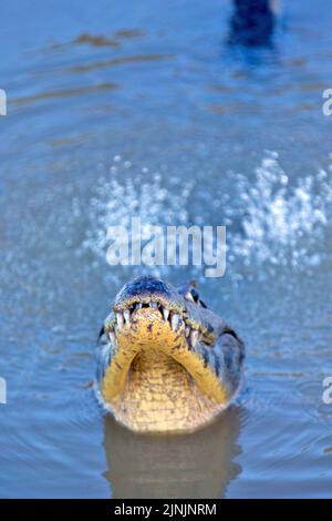 spectacled caiman (Caiman crocodilus), swimming in water, Brazil ...