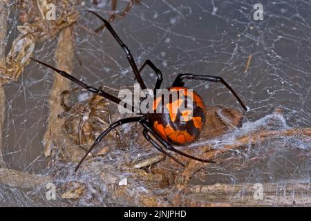 European black widow, southern black widow, Mediterranean black widow ...
