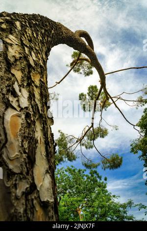 leaf, tree, park, trunk, flora, botany, outdoor, growth, gardening ...
