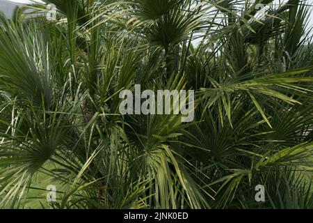 Green thin long leaves . Plant with narrow leaf Stock Photo - Alamy