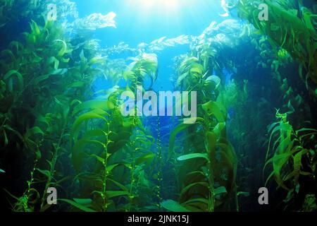 Macrocystis pyrifera, giant kelp Stock Photo - Alamy