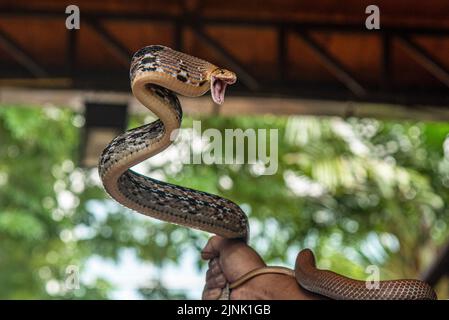 A Copperhead Racer Snake seen during a snake show at the Queen Saovabha ...