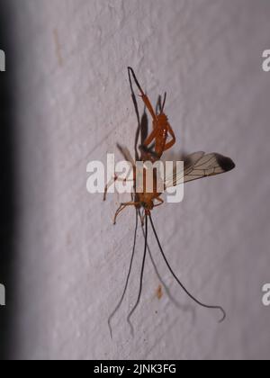 tropical Wasp isolated and resting on a white background in the jungle ...