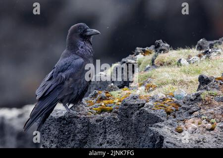 Common Raven Corvus corax varius), side view of an adult in flight ...