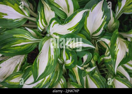 Hosta plant, variety Undulata in the garden, Poland Stock Photo - Alamy
