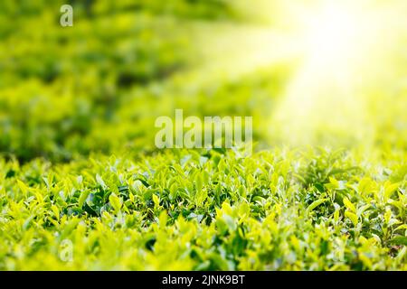 crop, outbuilding, tea plant, crops, plant, outbuildings, tea crop, tea ...