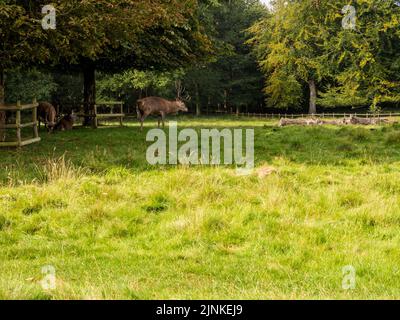 Roe deer in the spring at Tatton Park, Knutsford, Cheshire, Uk Stock ...