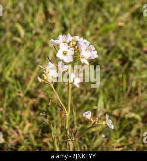 Pickmere Lake, Knutsford, Cheshire, UK. May 3rd 2017. Female swimmer ...
