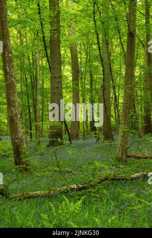 France, Oise, Picardie, Vieux Moulin, Foret de Compiegne, Compiegne ...