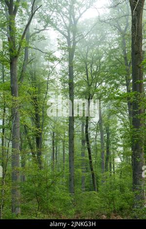 France, Oise, Picardie, Vieux Moulin, Foret de Compiegne, Compiegne ...