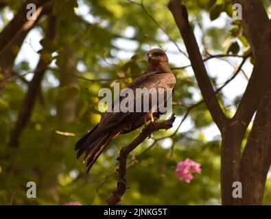 A black kite (Milvus migrans) glides across a soft blue sky with its ...