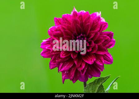 Dahlia Dahlstar Sunset Pink (Dahlia pinnata) deep pink flowers Stock ...