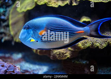 regal tang, copperband butterflyfish, regal tangs Stock Photo - Alamy
