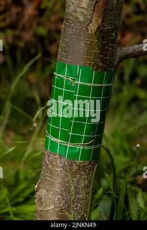 grease band trunk fruit tree bands barrier control controlling insects ...