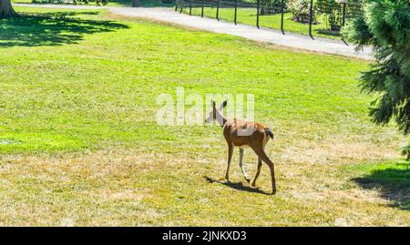 A deer walk at Point Defiance Park in Tacoma, Washington Stock Photo ...