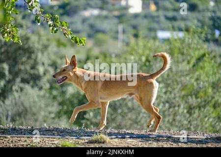 Young brown Andalusian Hound running through the field, hunting dog for ...