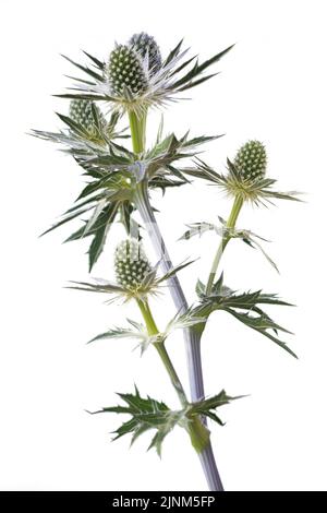 Isolated studio shot, plant Eryngium campestre, common name field ...