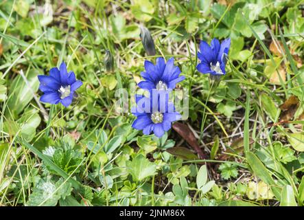 Flowers of the Pyrenees Gentian (Gentiana pyrenaica Stock Photo - Alamy