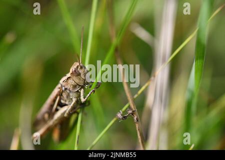 Close up of a grasshopper, Kilkenny, Ireland Stock Photo - Alamy