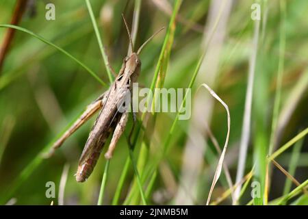 Close up of a grasshopper, Kilkenny, Ireland Stock Photo - Alamy