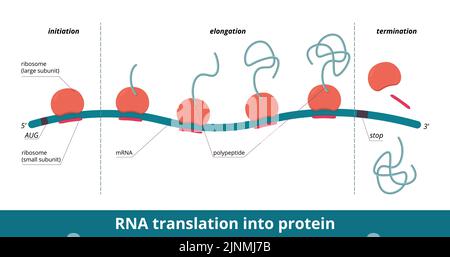 DNA Replication, Protein synthesis, Transcription and translation ...