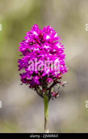 detailed closeup of a pink and purple pyramidal orchid (Anacamptis ...