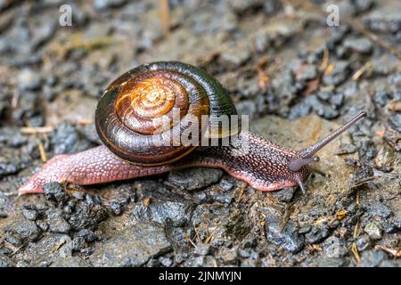 Pacific Sideband Snail, Monadenia fidelis, Clowholm Lake, Sunshine ...