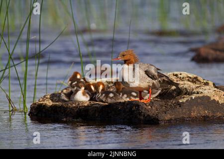 Common merganser (Mergus merganser), female with several young birds ...