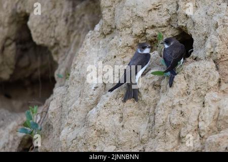 Sand martin (Riparia riparia), pair sitting at cave, Danube Delta ...