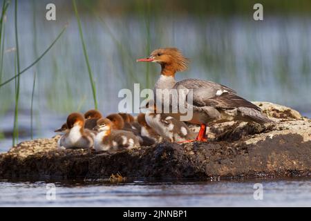 Common merganser (Mergus merganser), female with several young birds ...