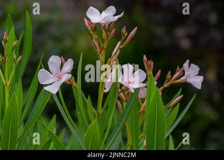 Flowering oleander (Nerium oleander), Bavaria, Germany Stock Photo - Alamy