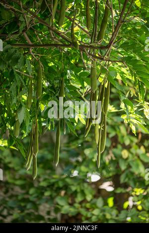 Seed pods of the wisterias (Wisteria), Bavaria, Germany Stock Photo - Alamy