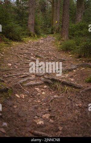 The root of a tree rooted in a forest path. Old pine tree roots. Season ...