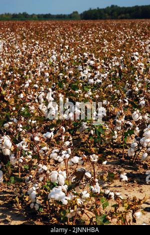 Cotton plants in a Louisiana field Stock Photo - Alamy