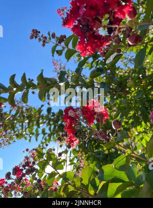 A closeup of sunlight beaming through a green leaf at sunset Stock ...