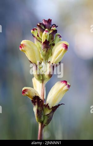 Moor-king (Pedicularis sceptrum-carolinum) flower, Vardo, Finnmark ...