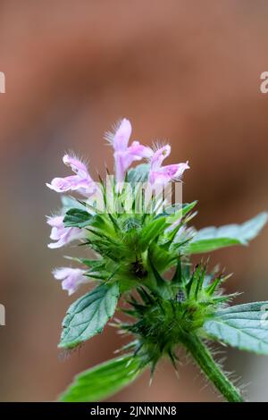 Flowering spikes of Common Hemp Nettle / Galeopsis tetrahit Stock Photo ...