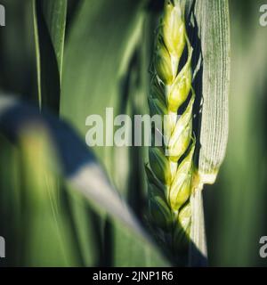 Nahaufnahme von Getreide, Gerste im Detail Stock Photo - Alamy